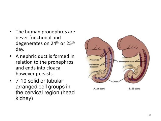 Development of kidney & its anomalies