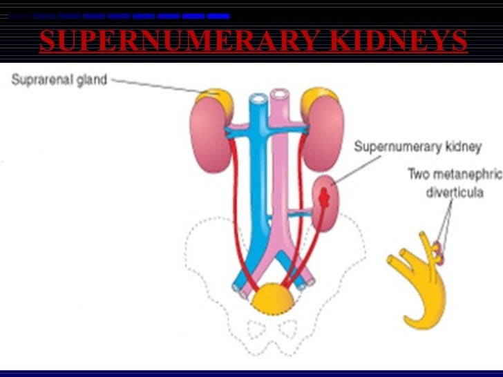 Development of kidney and ureter 05.01.12
