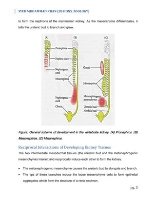 Development of Kidney In Vertebrates | PDF