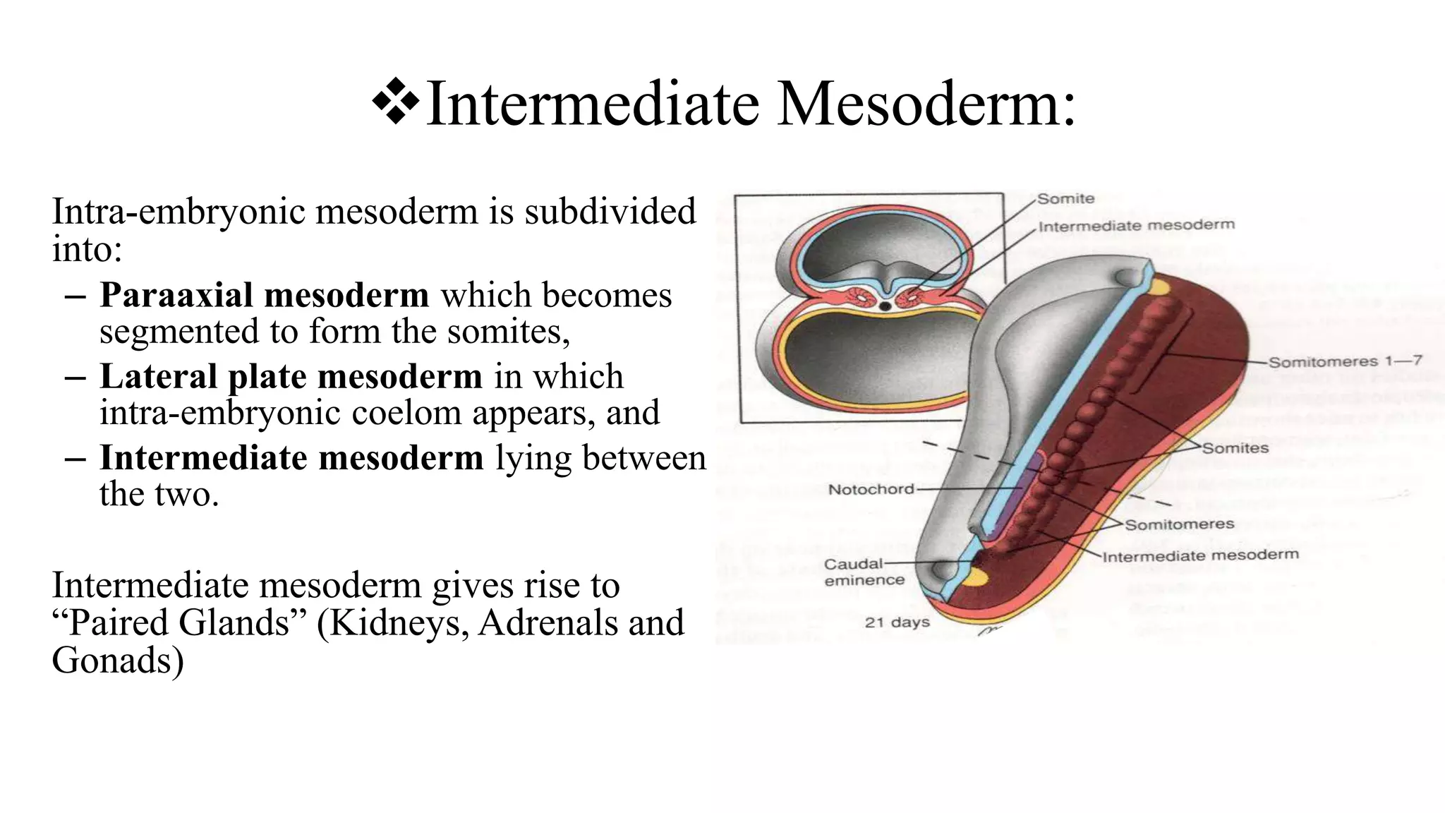 Development of kidney, its function and kft | PPTX