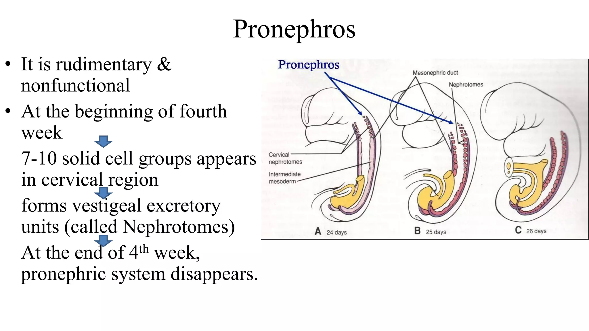 Development of kidney, its function and kft | PPTX