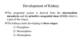 Development of kidney, its function and kft | PPTX