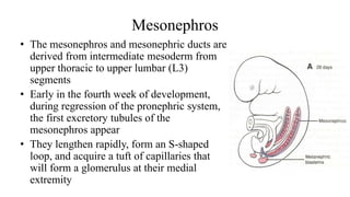 Development of kidney, its function and kft | PPTX