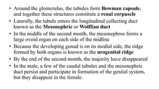 Development of kidney, its function and kft | PPTX