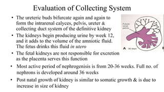 Development of kidney, its function and kft | PPTX