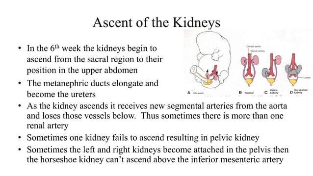 Development of kidney, its function and kft | PPTX