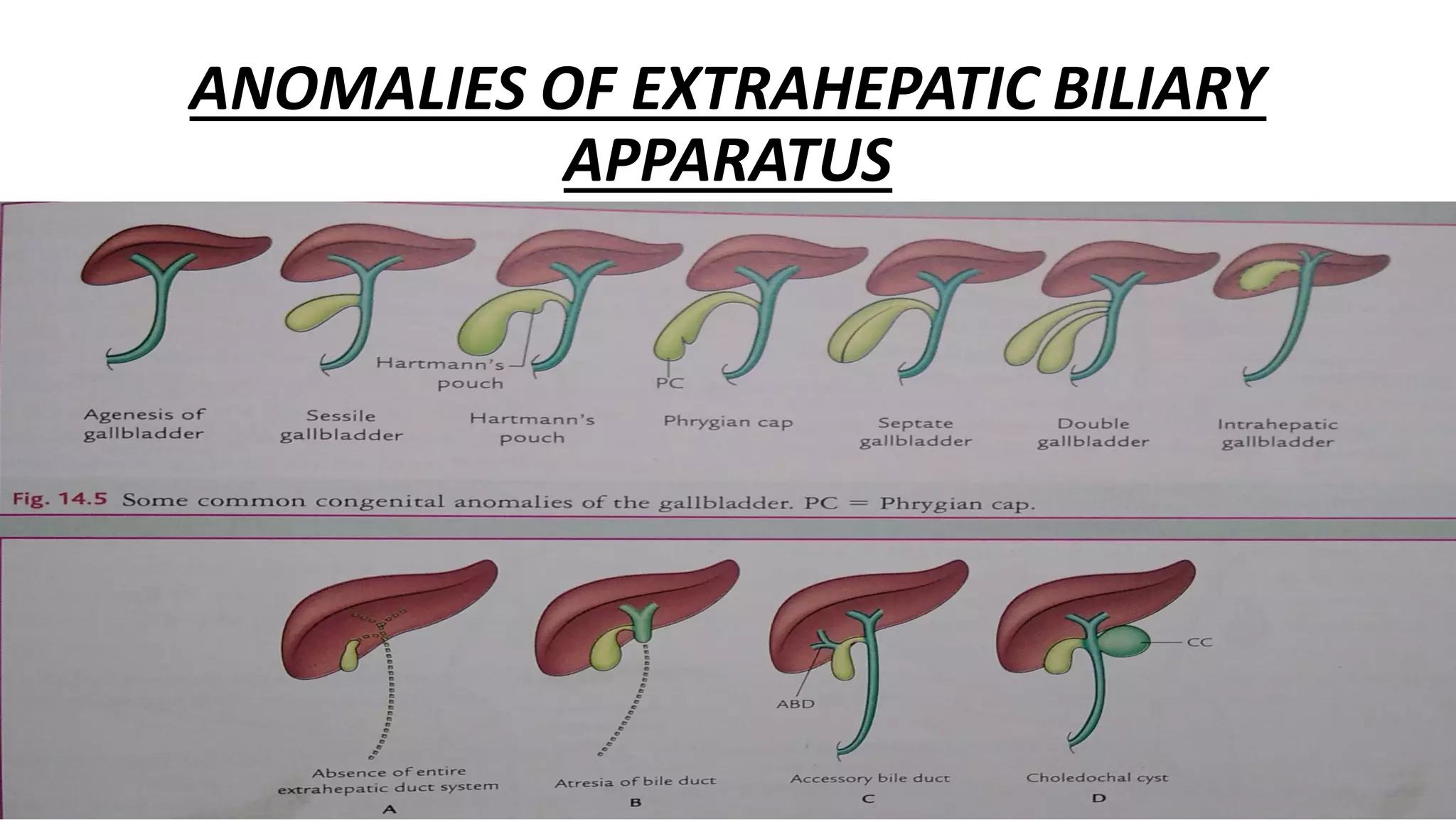 Development of liver , extrahepatic biliary apparatus , pancreas and ...