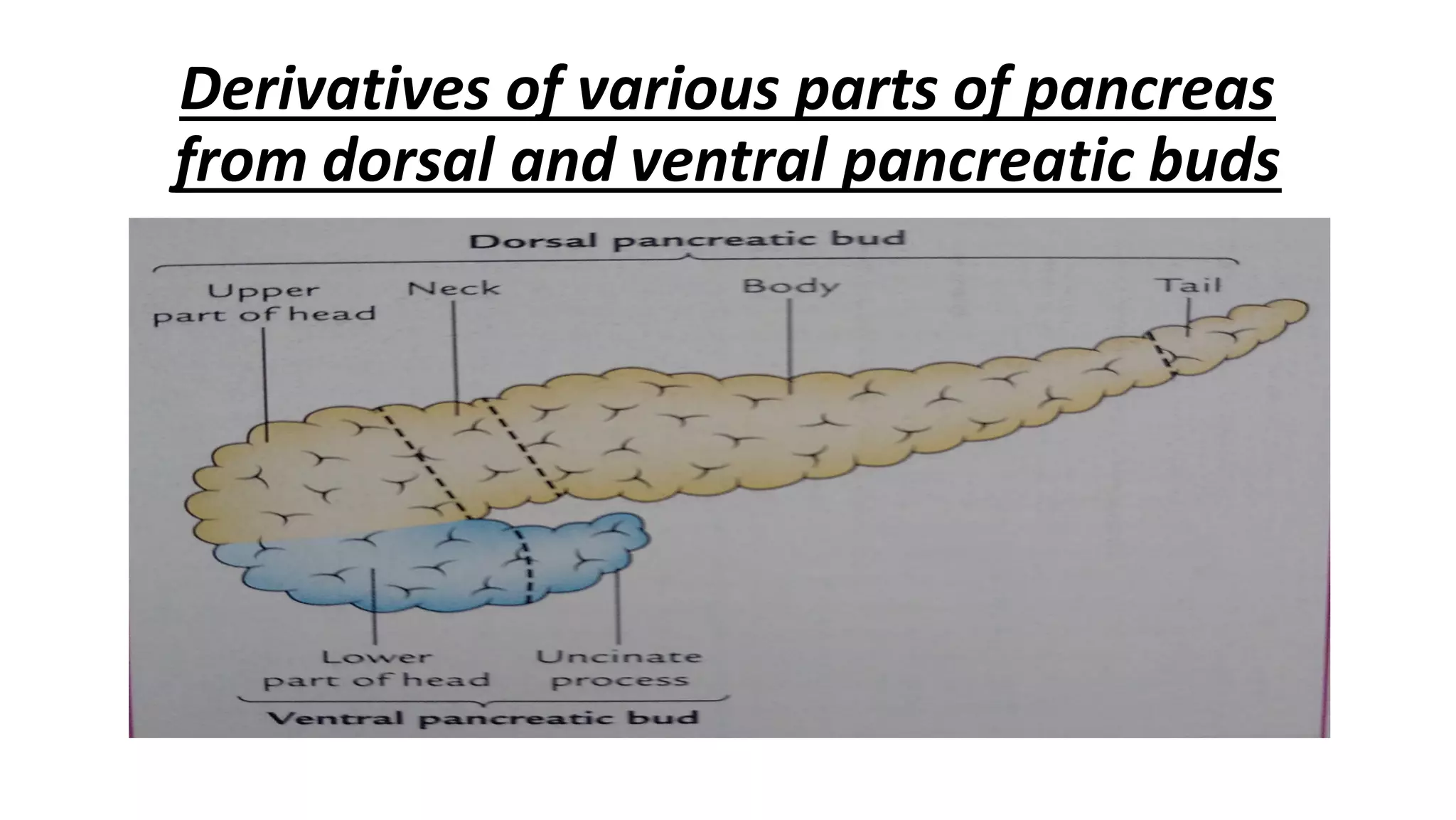 Development of liver , extrahepatic biliary apparatus , pancreas and ...