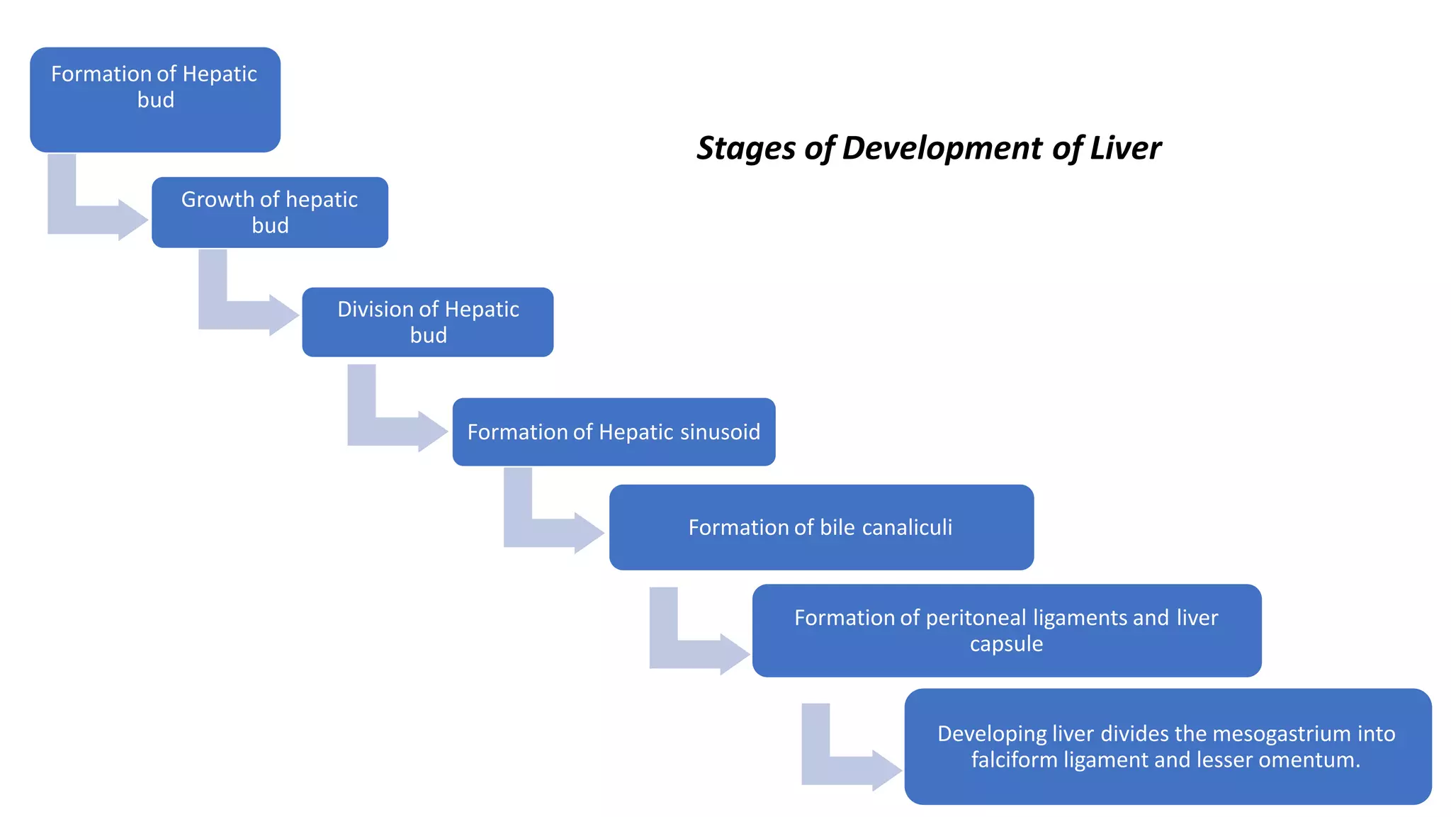 Development of liver , extrahepatic biliary apparatus , pancreas and ...