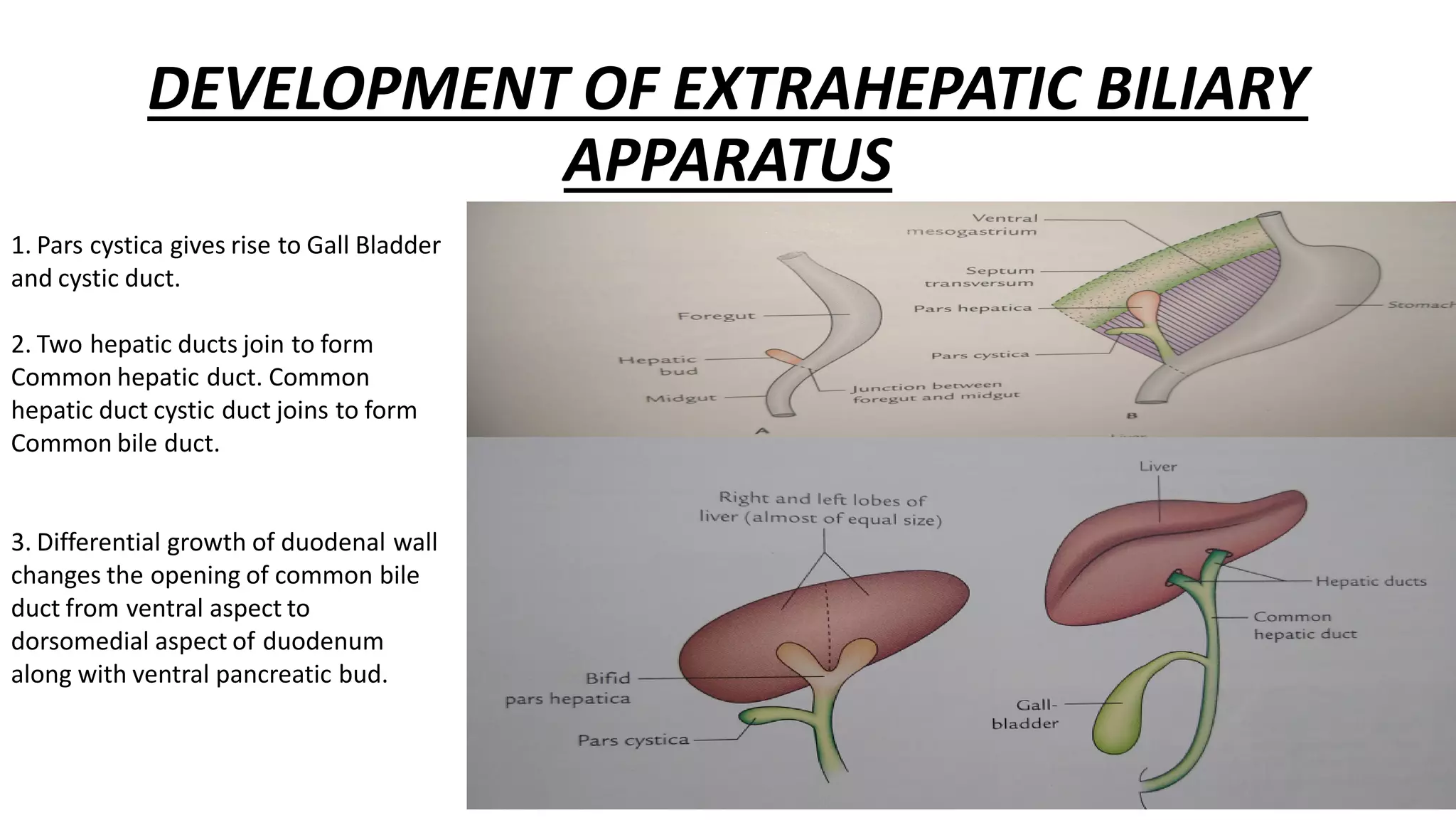 Development of liver , extrahepatic biliary apparatus , pancreas and ...