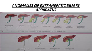 Development of liver , extrahepatic biliary apparatus , pancreas and ...