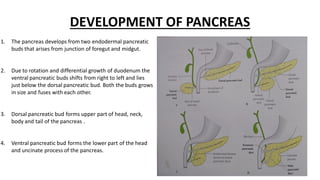 Development of liver , extrahepatic biliary apparatus , pancreas and ...