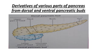 Development of liver , extrahepatic biliary apparatus , pancreas and ...