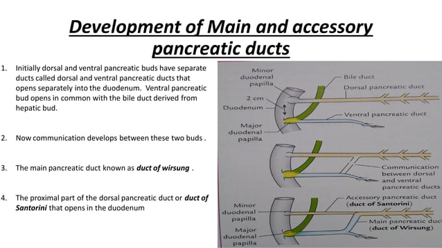 Development of liver , extrahepatic biliary apparatus , pancreas and ...