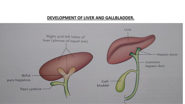 Development of liver , extrahepatic biliary apparatus , pancreas and ...