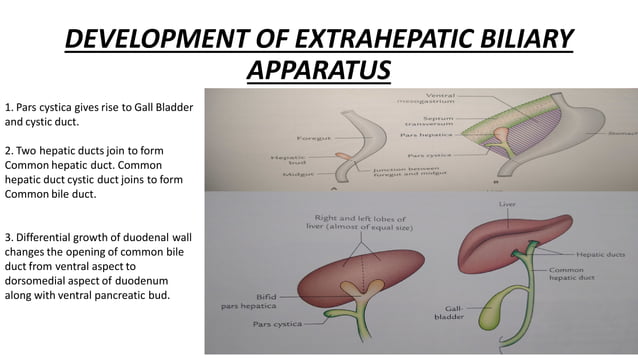 Development of liver , extrahepatic biliary apparatus , pancreas and ...
