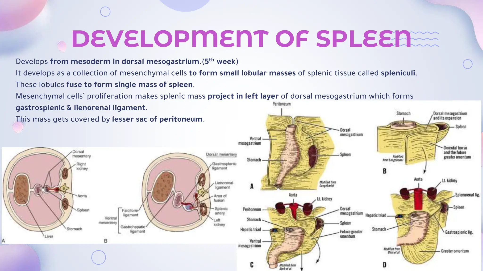 Development of liver, pancreas & spleen - ROLL NO. 38.pptx