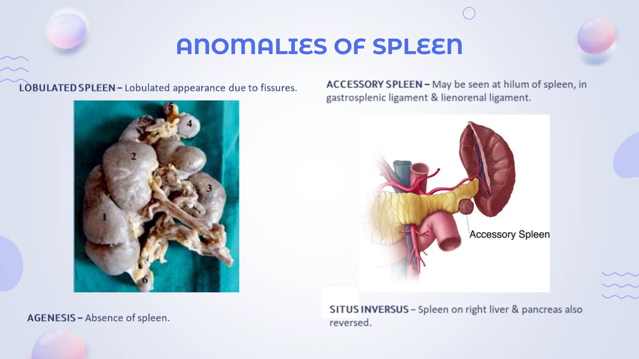 Development of liver, pancreas & spleen - ROLL NO. 38.pptx