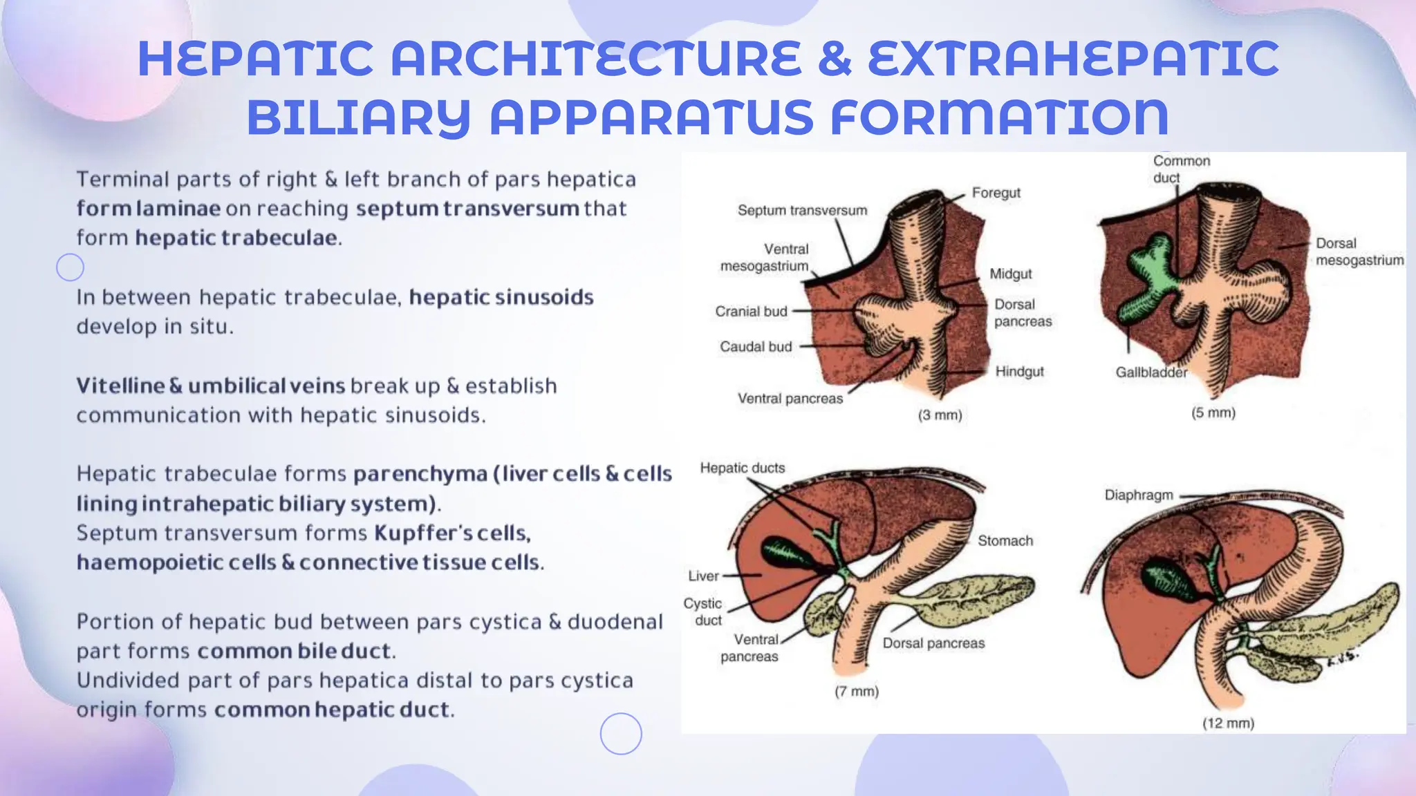 Development of liver, pancreas & spleen - ROLL NO. 38.pptx