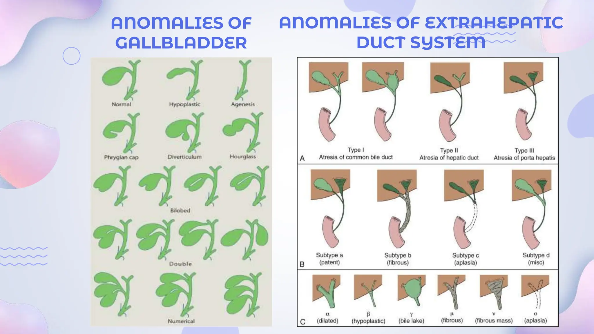 Development of liver, pancreas & spleen - ROLL NO. 38.pptx