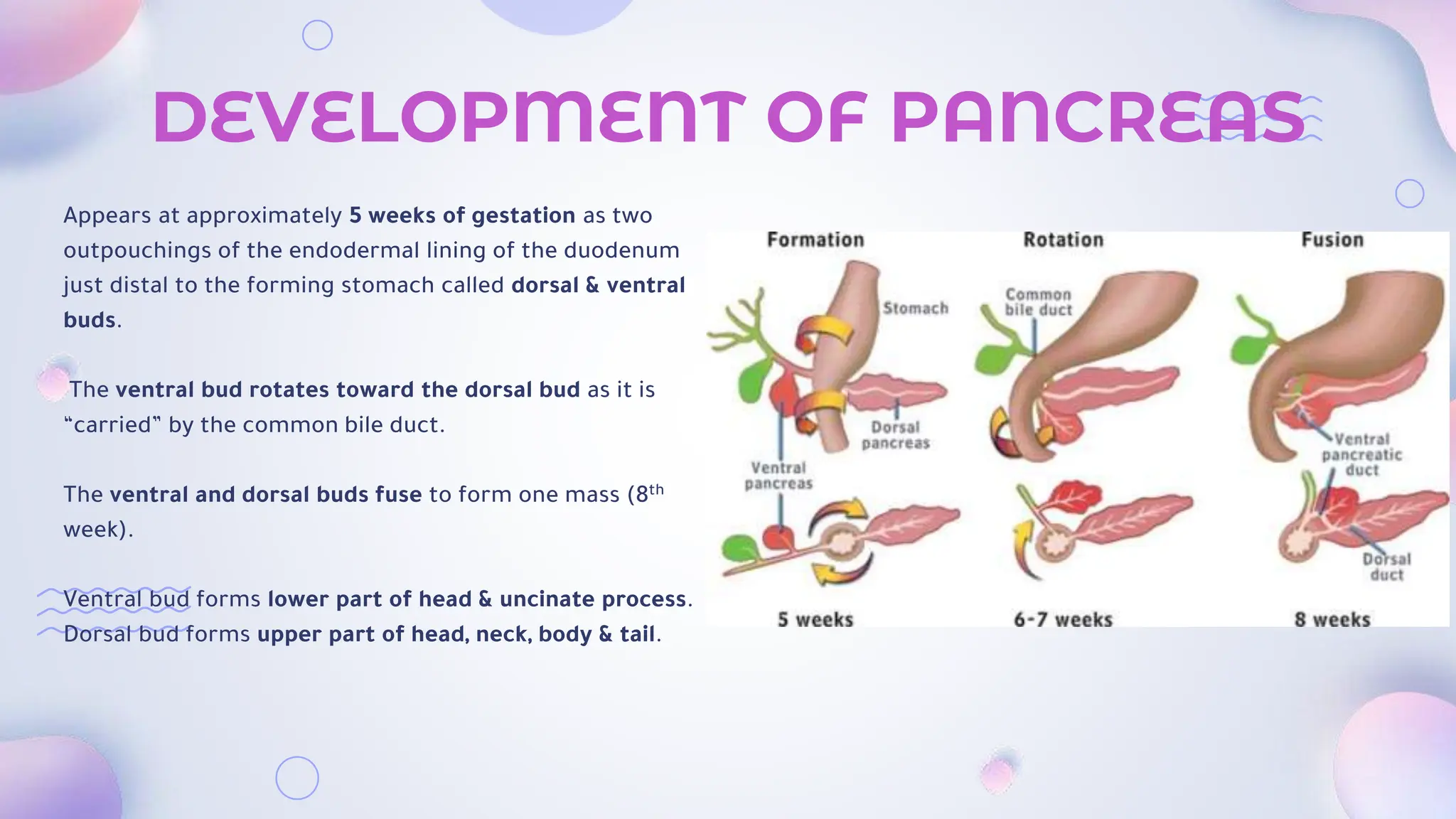 Development of liver, pancreas & spleen - ROLL NO. 38.pptx