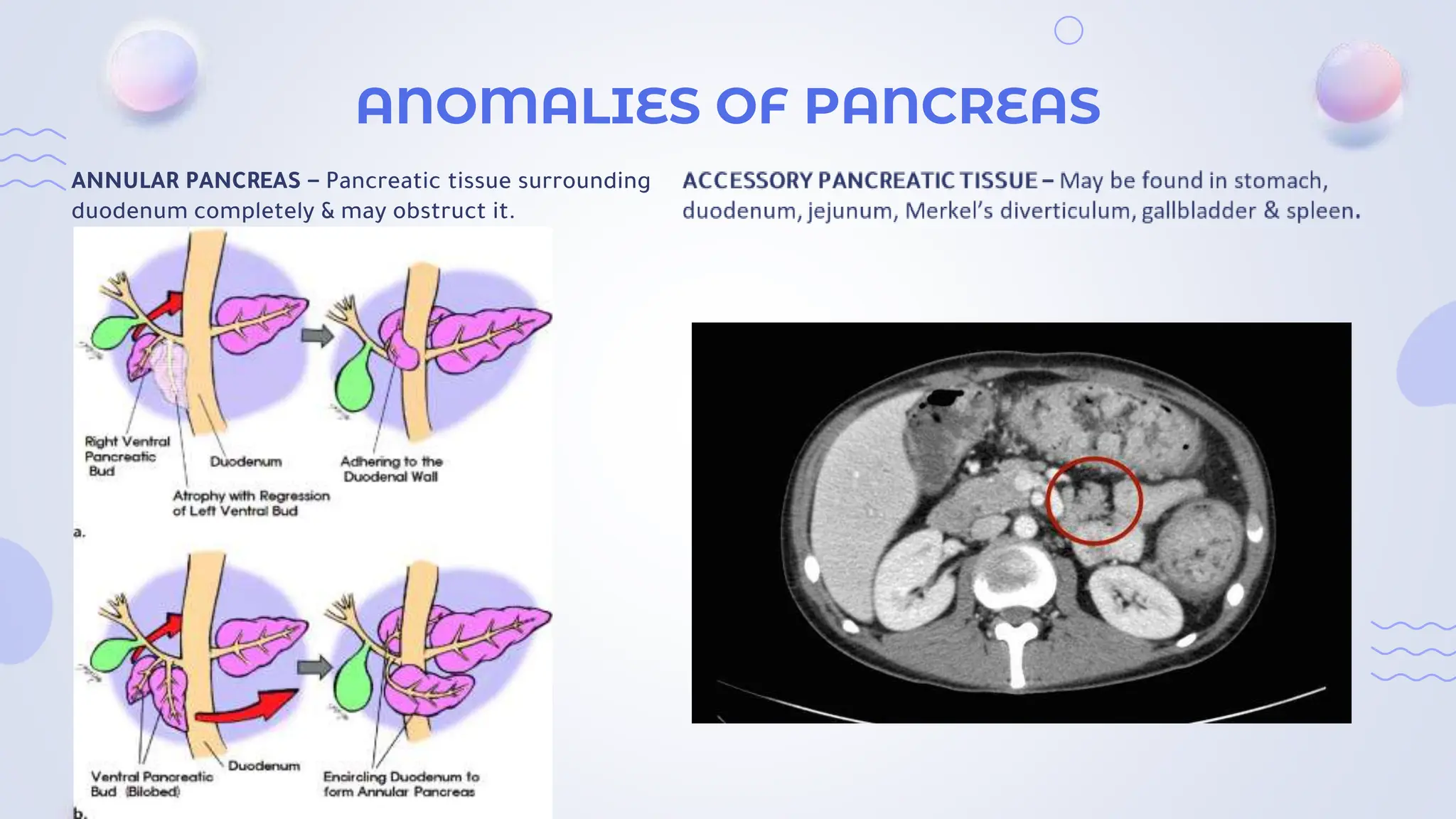 Development of liver, pancreas & spleen - ROLL NO. 38.pptx