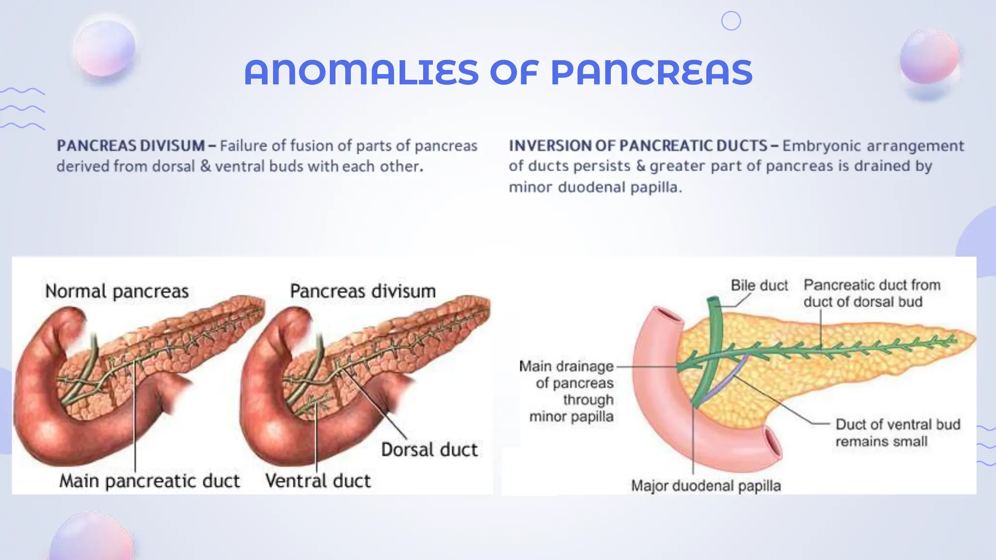 Development of liver, pancreas & spleen - ROLL NO. 38.pptx