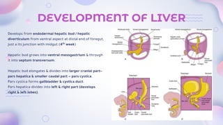 Development of liver, pancreas & spleen - ROLL NO. 38.pptx