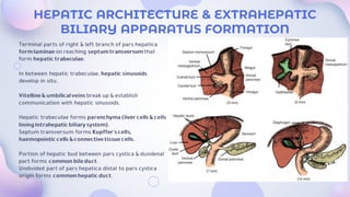 Development of liver, pancreas & spleen - ROLL NO. 38.pptx