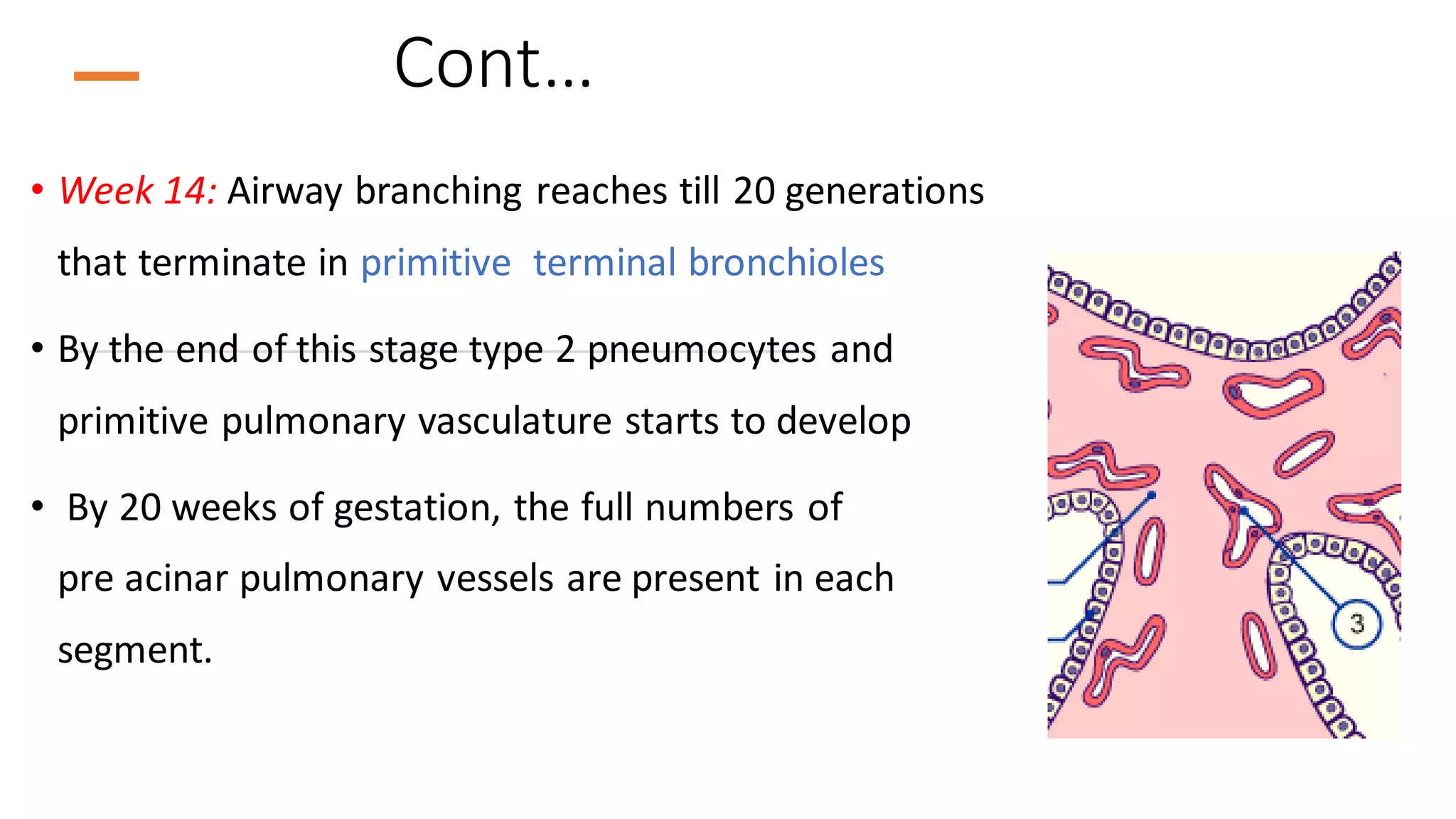 DEVELOPMENT OF LUNG.pdf