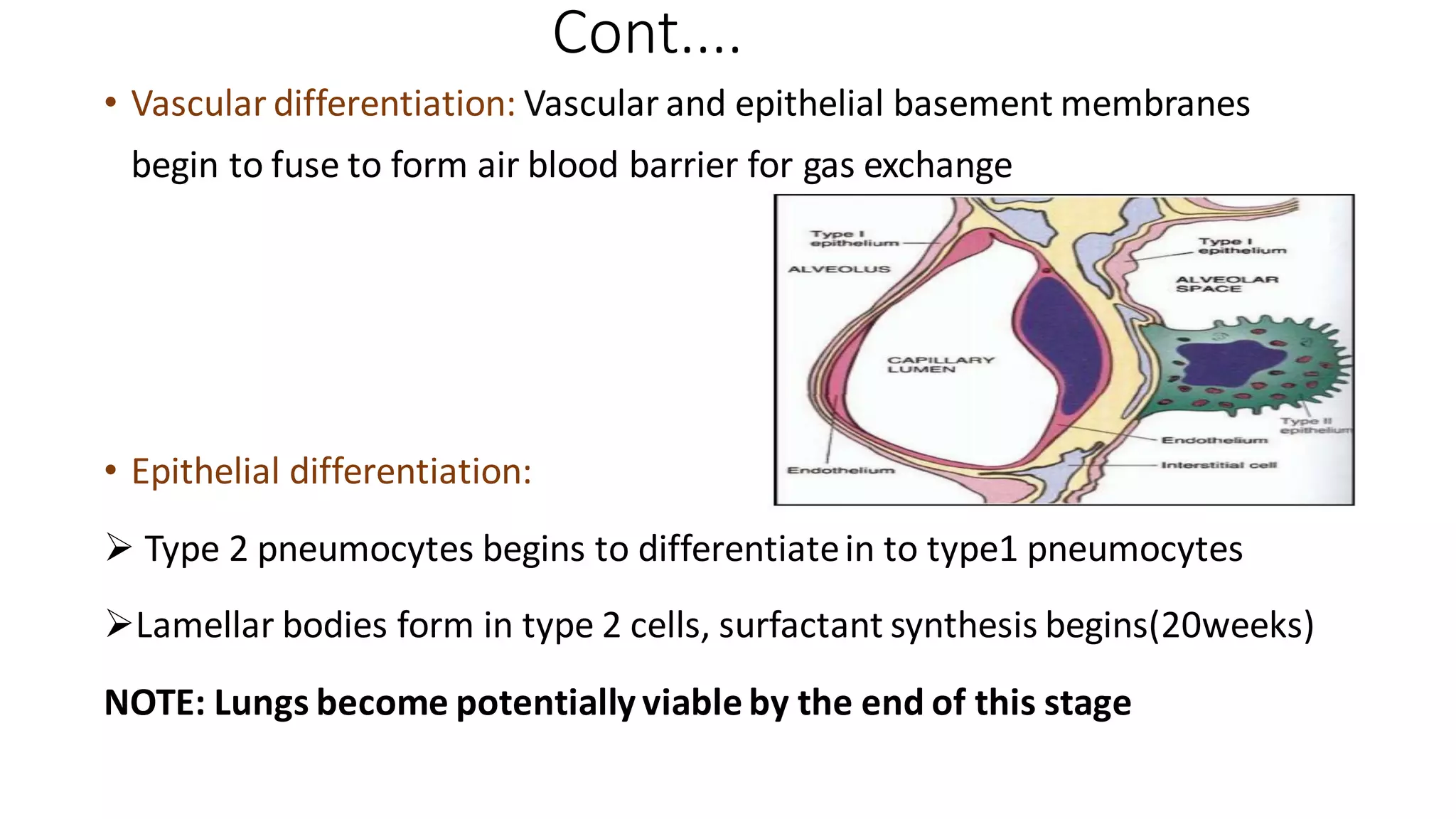 DEVELOPMENT OF LUNG.pdf