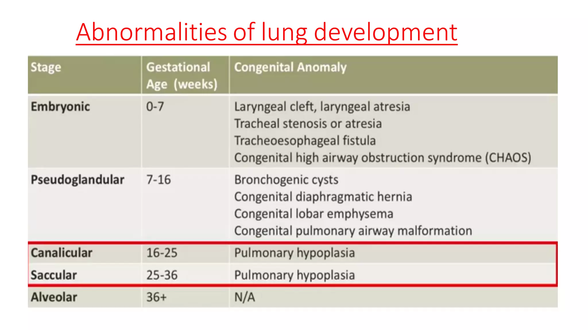 DEVELOPMENT OF LUNG.pdf
