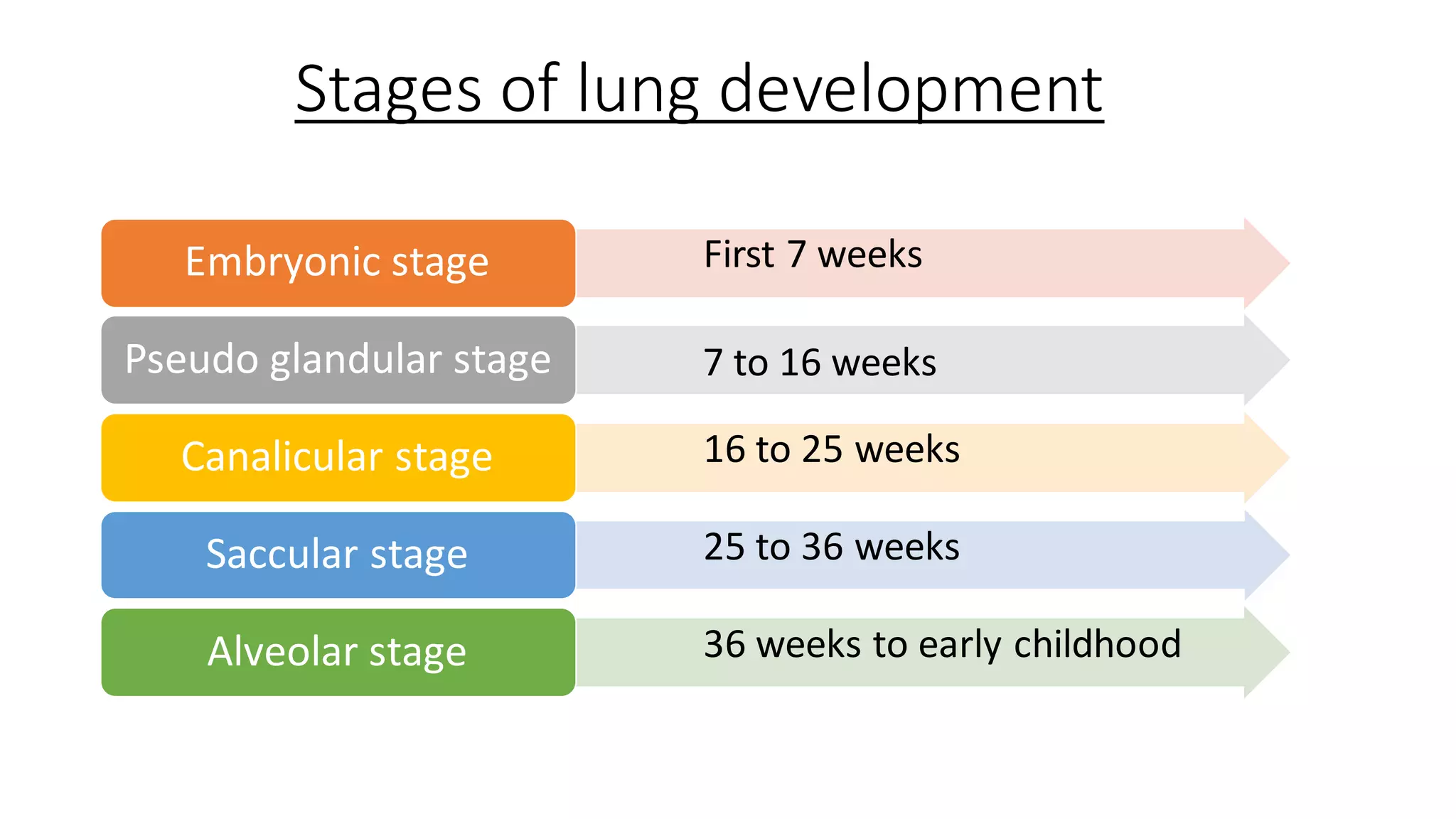 DEVELOPMENT OF LUNG.pdf