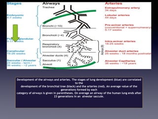 Development of lung and related abnormalities | PPTX
