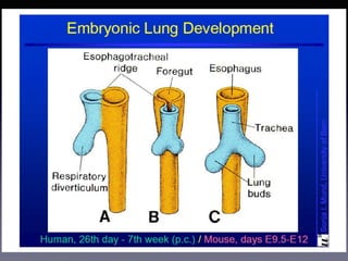 Development of lung and related abnormalities | PPTX