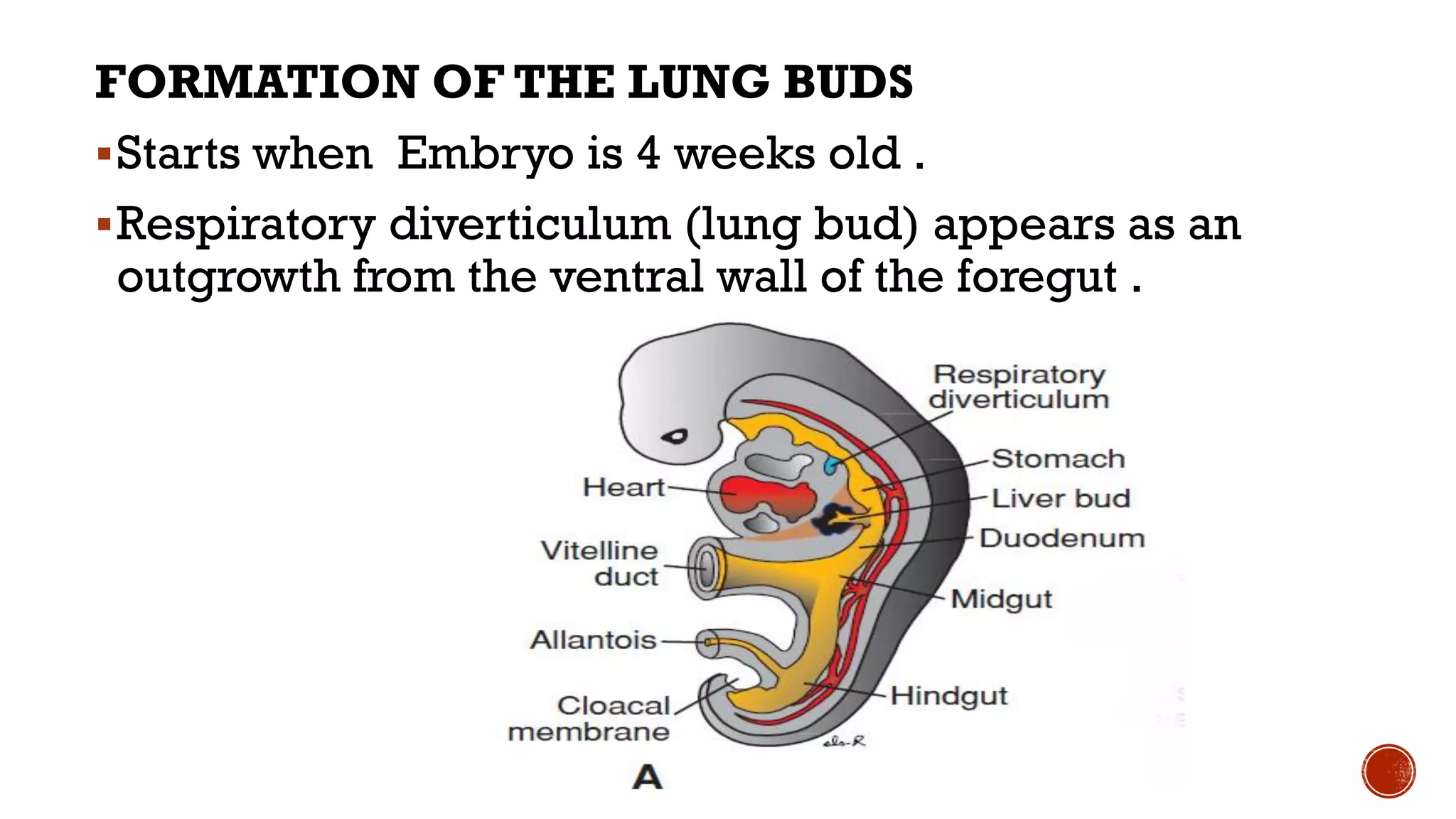 Development of lungs & pulmonary function tests | PDF