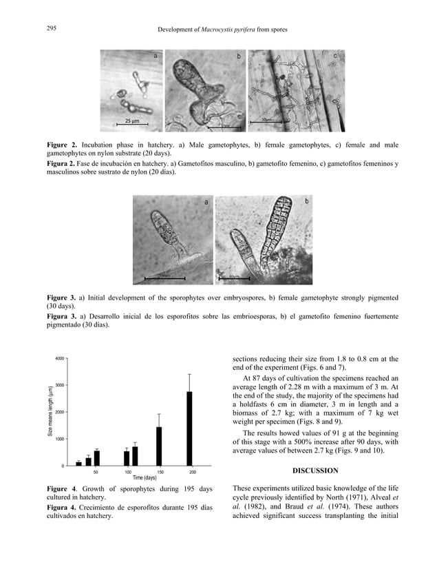 Development of macrocystis pyrifera from spores and gametes on ...