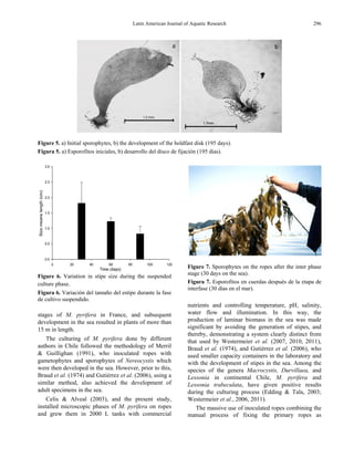 Development of macrocystis pyrifera from spores and gametes on ...