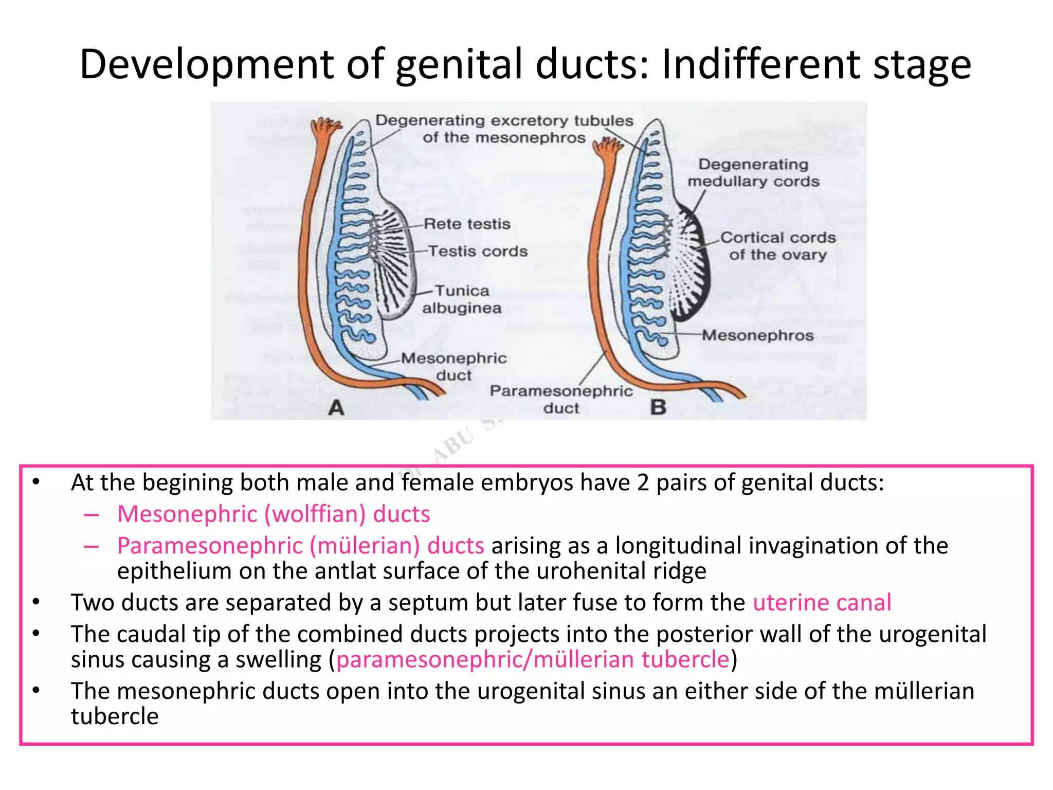 Development of male and female reproductive system | PPT