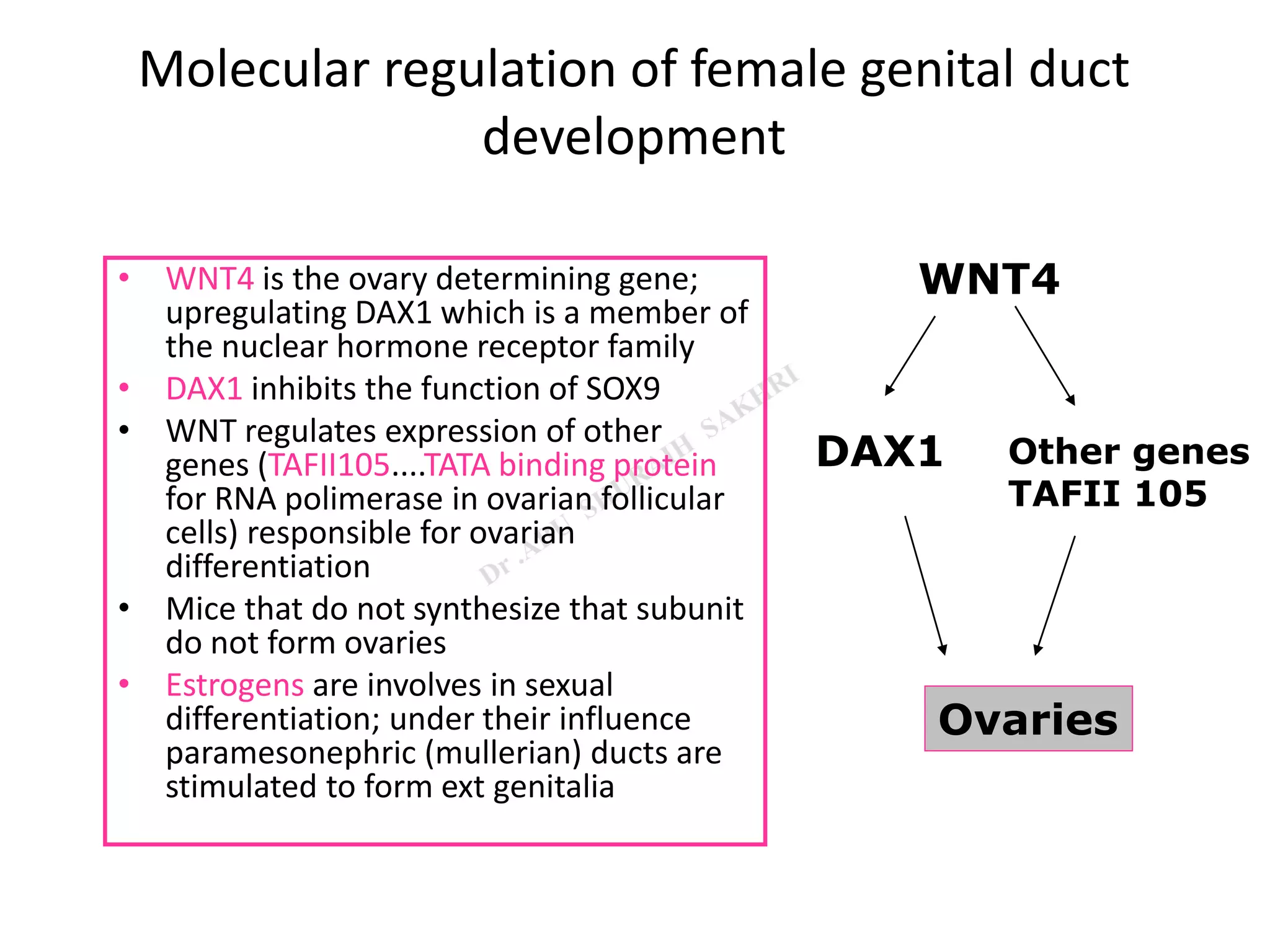Development of male and female reproductive system | PPT
