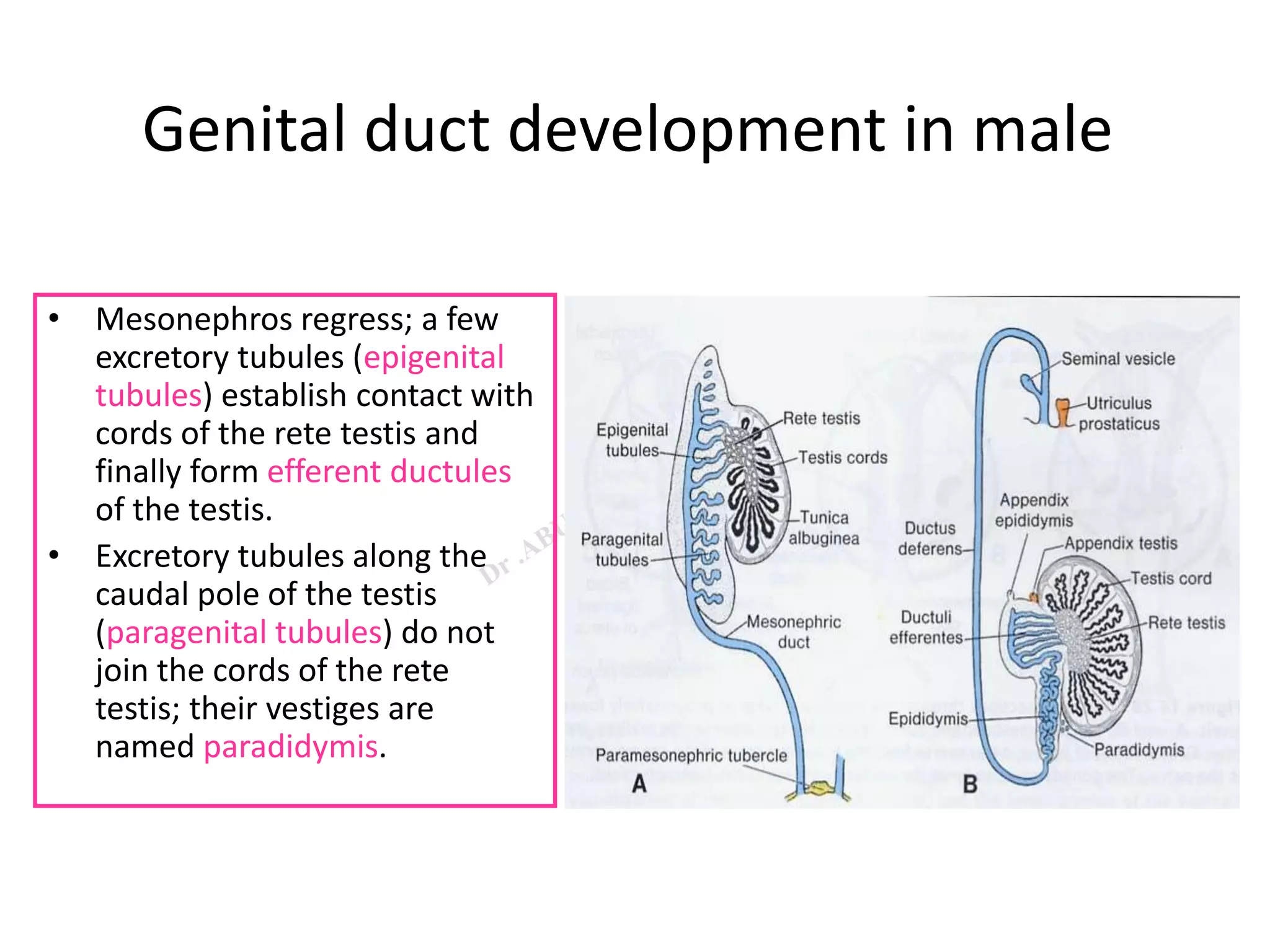 Development of male and female reproductive system | PPT