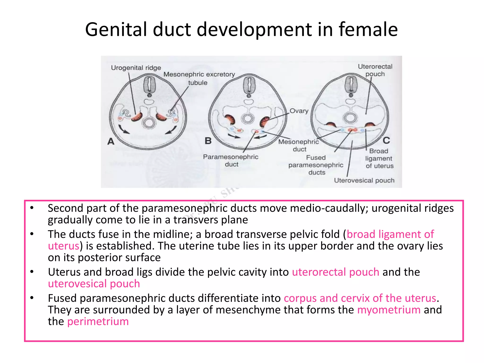 Development of male and female reproductive system | PPT