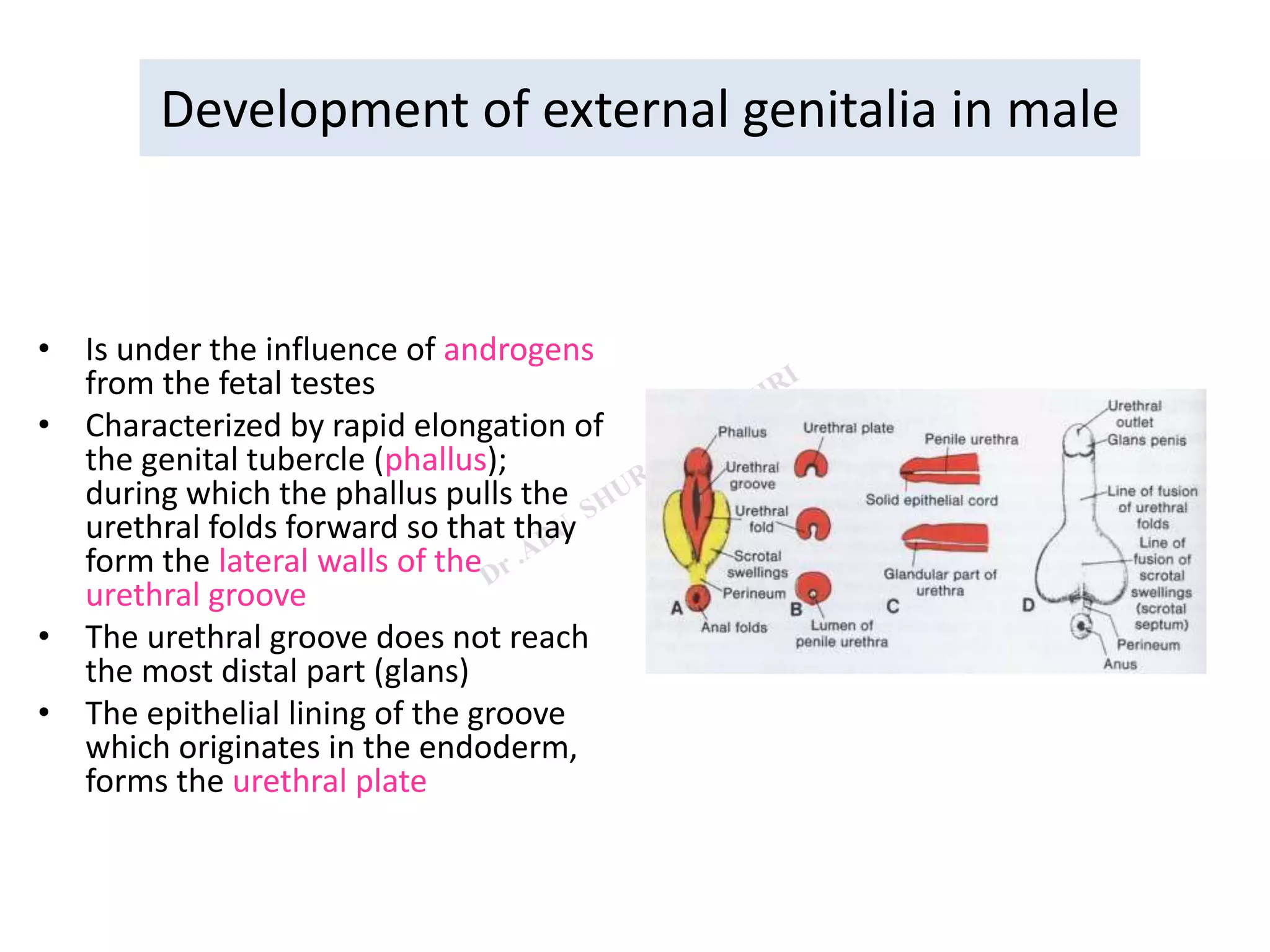 Development of male and female reproductive system | PPT