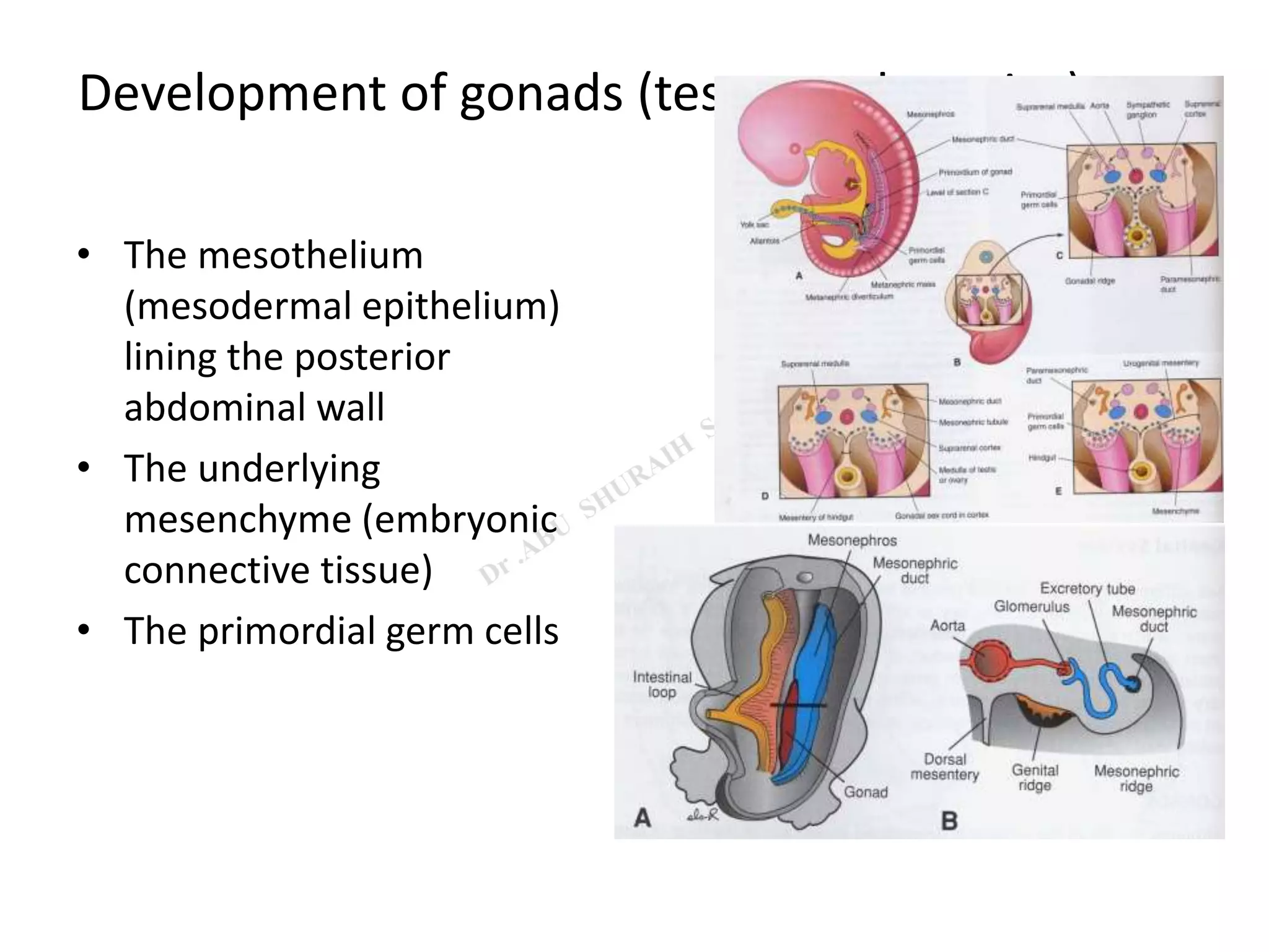 Development of male and female reproductive system | PPT