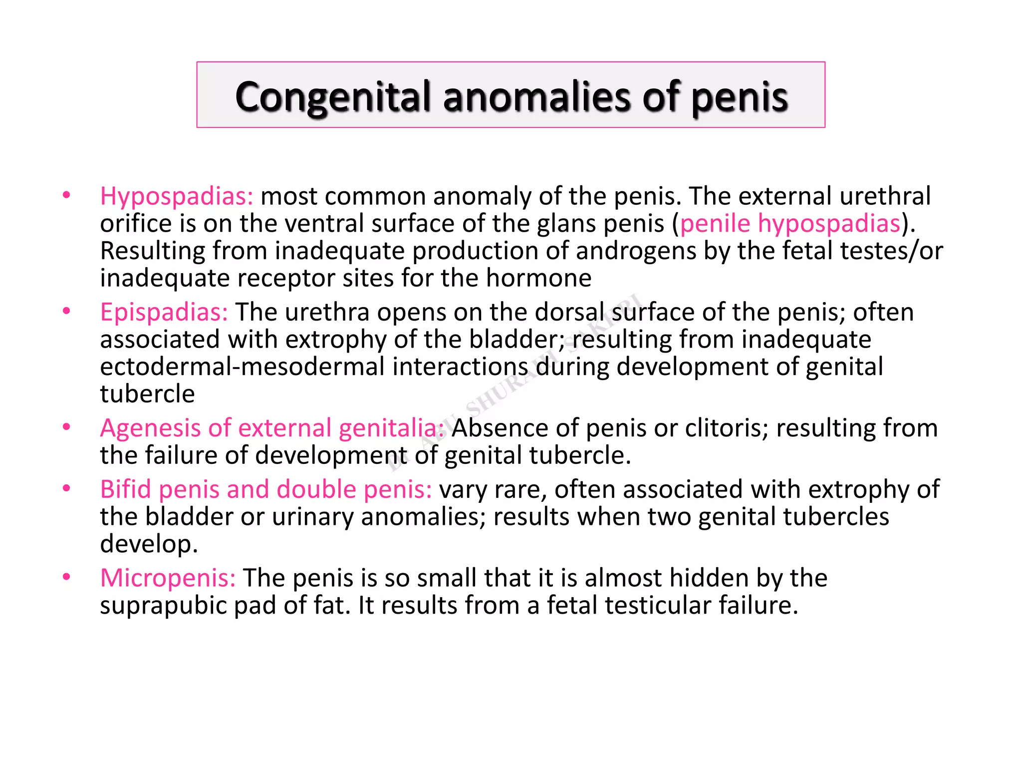 Development of male and female reproductive system | PPT