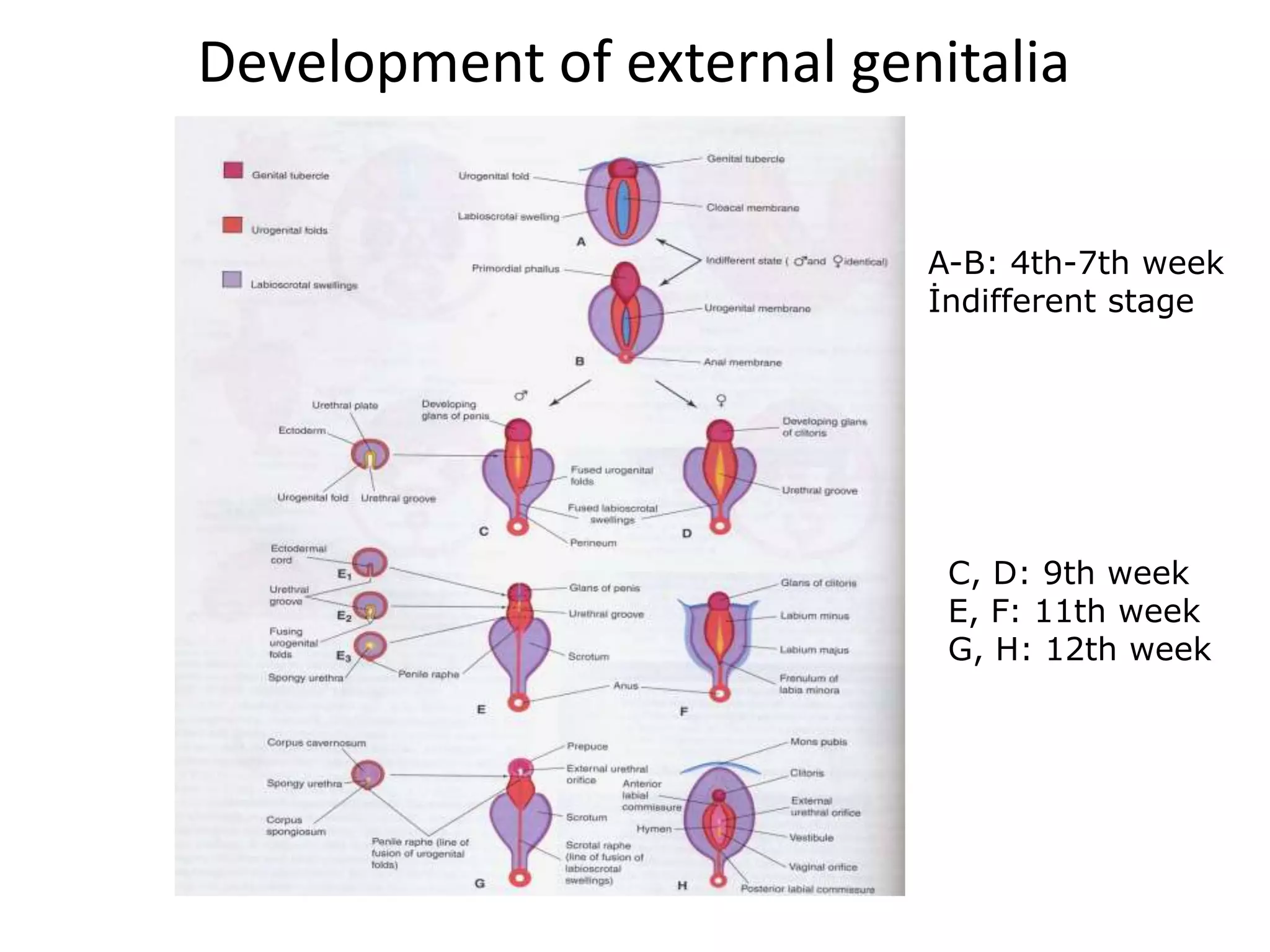 Development of male and female reproductive system | PPT
