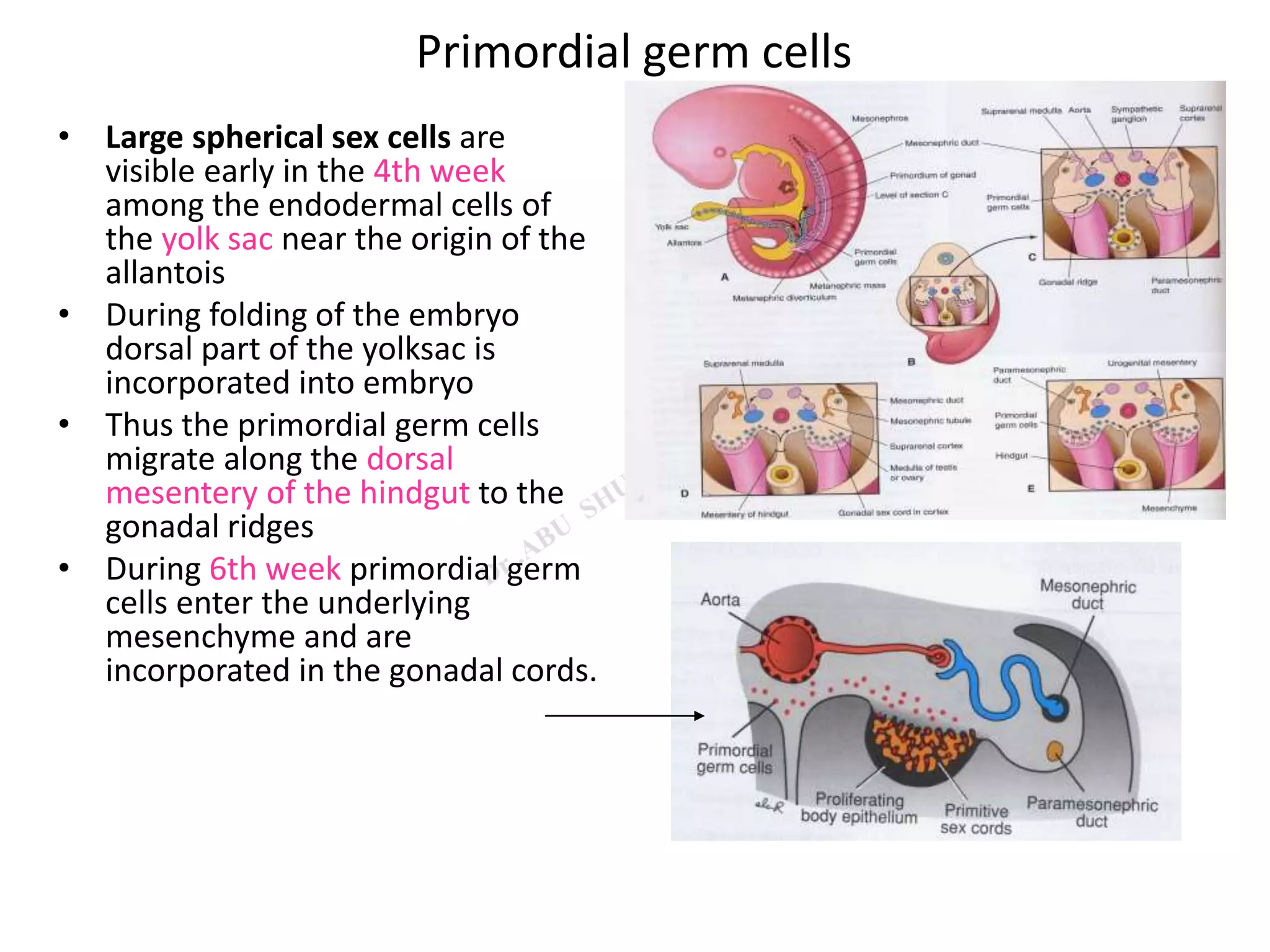 Development of male and female reproductive system | PPT