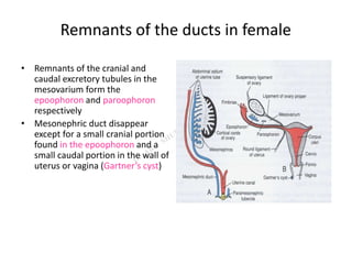 Development of male and female reproductive system | PPT