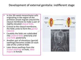 Development of male and female reproductive system | PPT