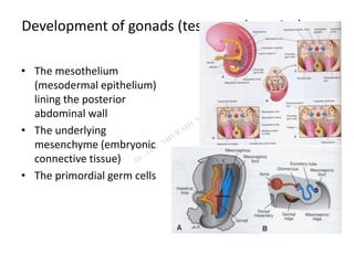 Development of male and female reproductive system | PPT